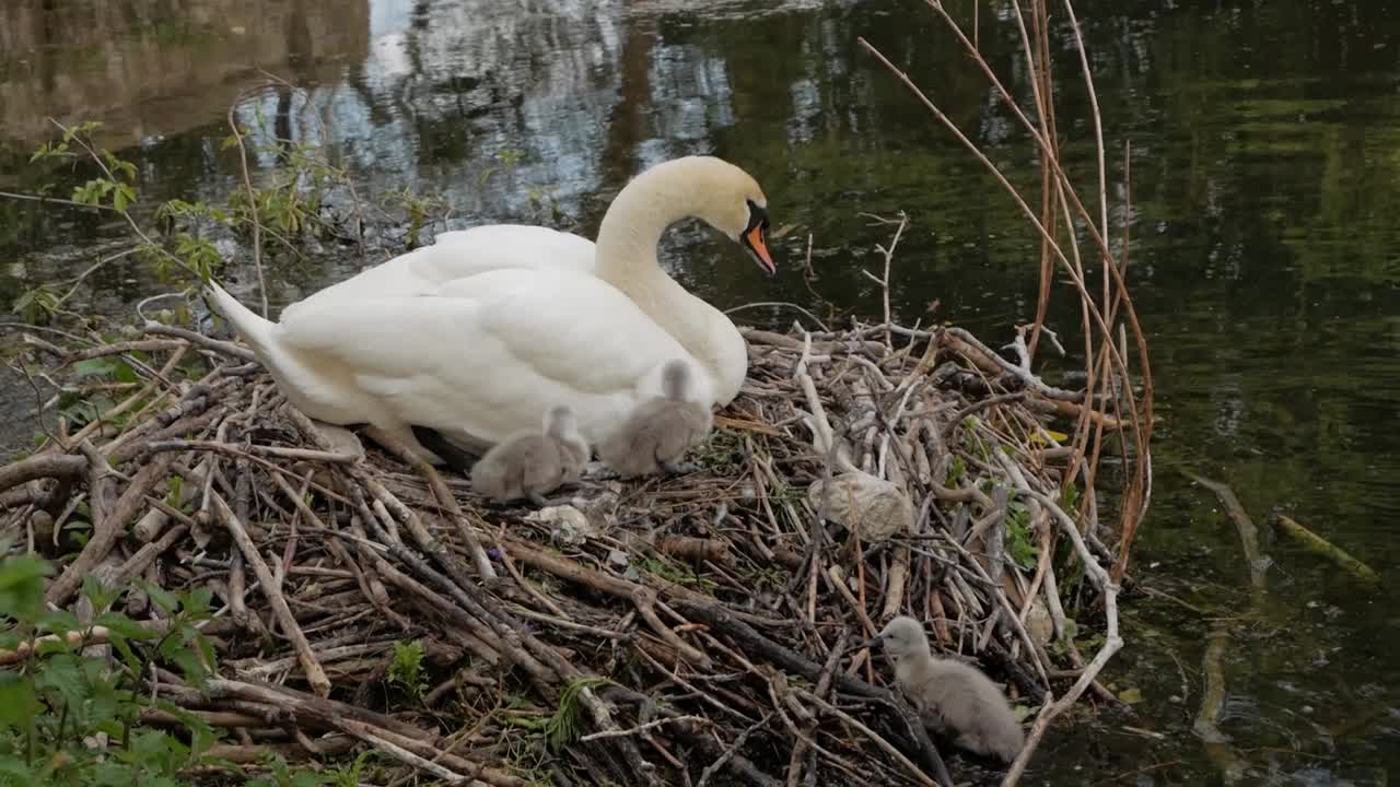 Premium stock video - White mother swan nesting and protecting young ...