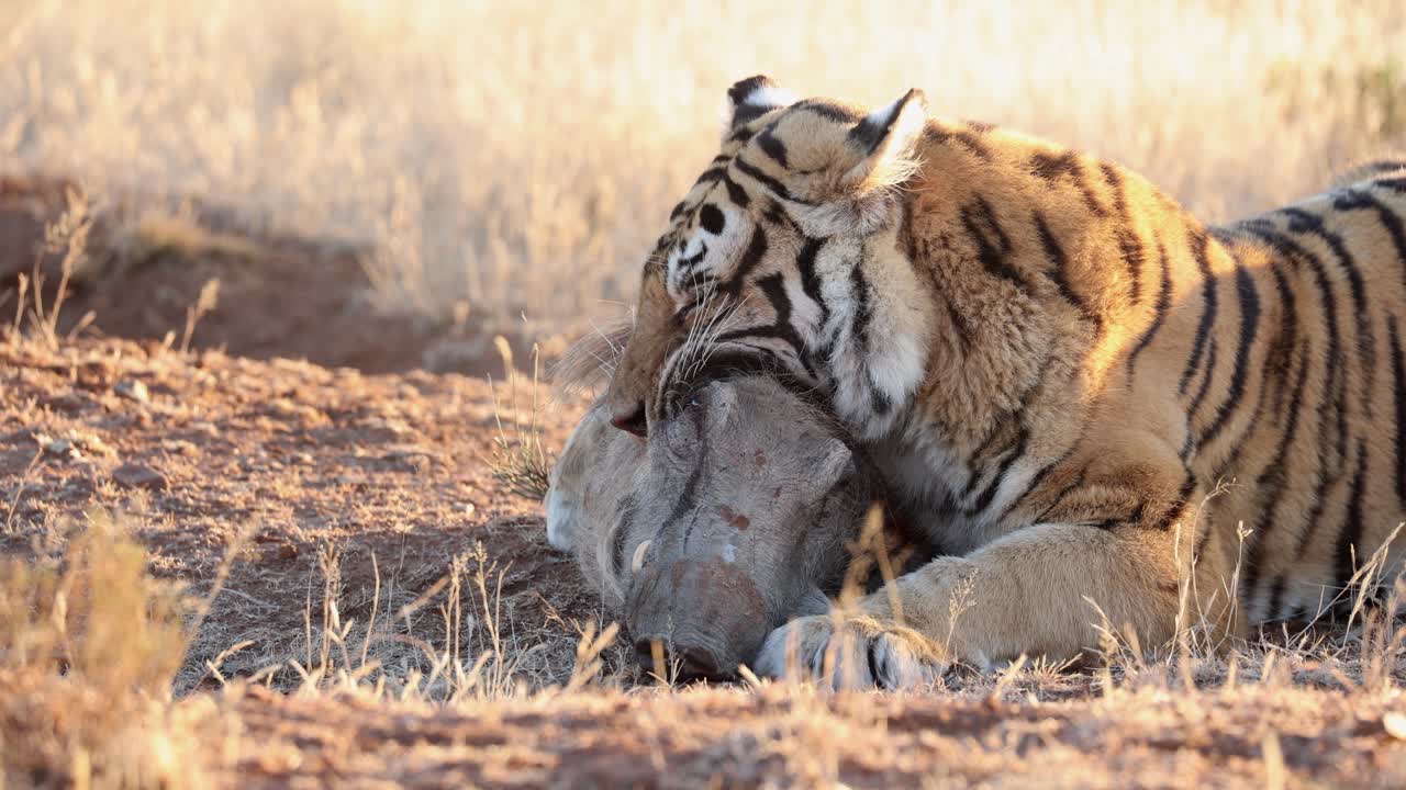 Close Up Bite: Bengal Tiger Waits Patiently For Warthog In Jaws To Die ...