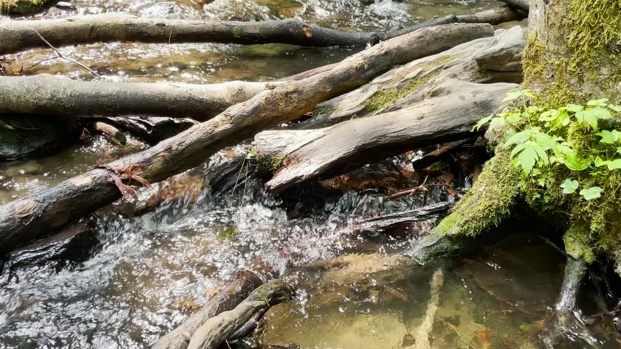 Premium stock video - Stream water passing through tree roots