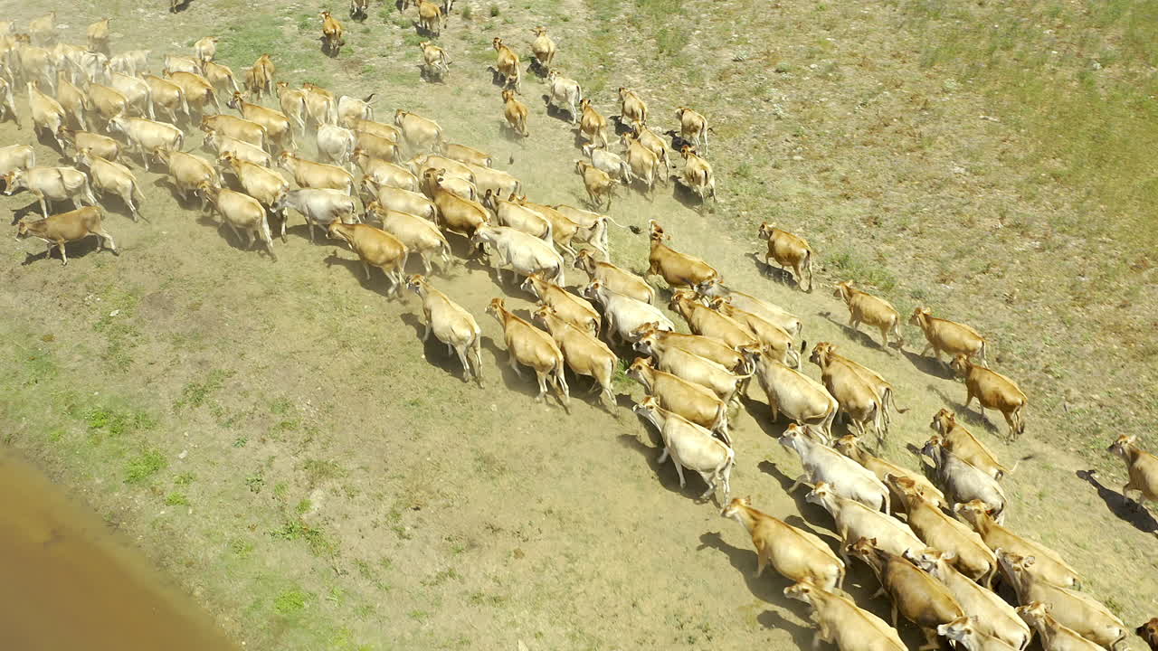 Meet the cow crew Premium Stock Video Footage