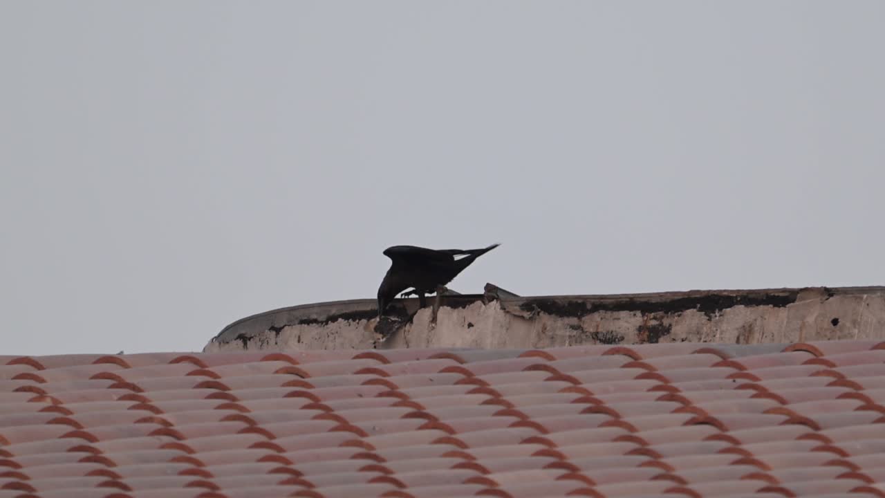 Premium stock video - A crow bird destroying the rooftop of a ...
