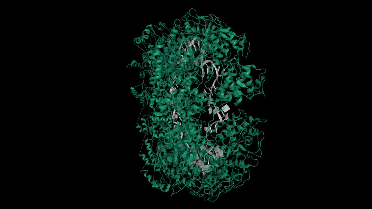 Crystal structure of the rabies virus nucleoprotein-RNA complex ...
