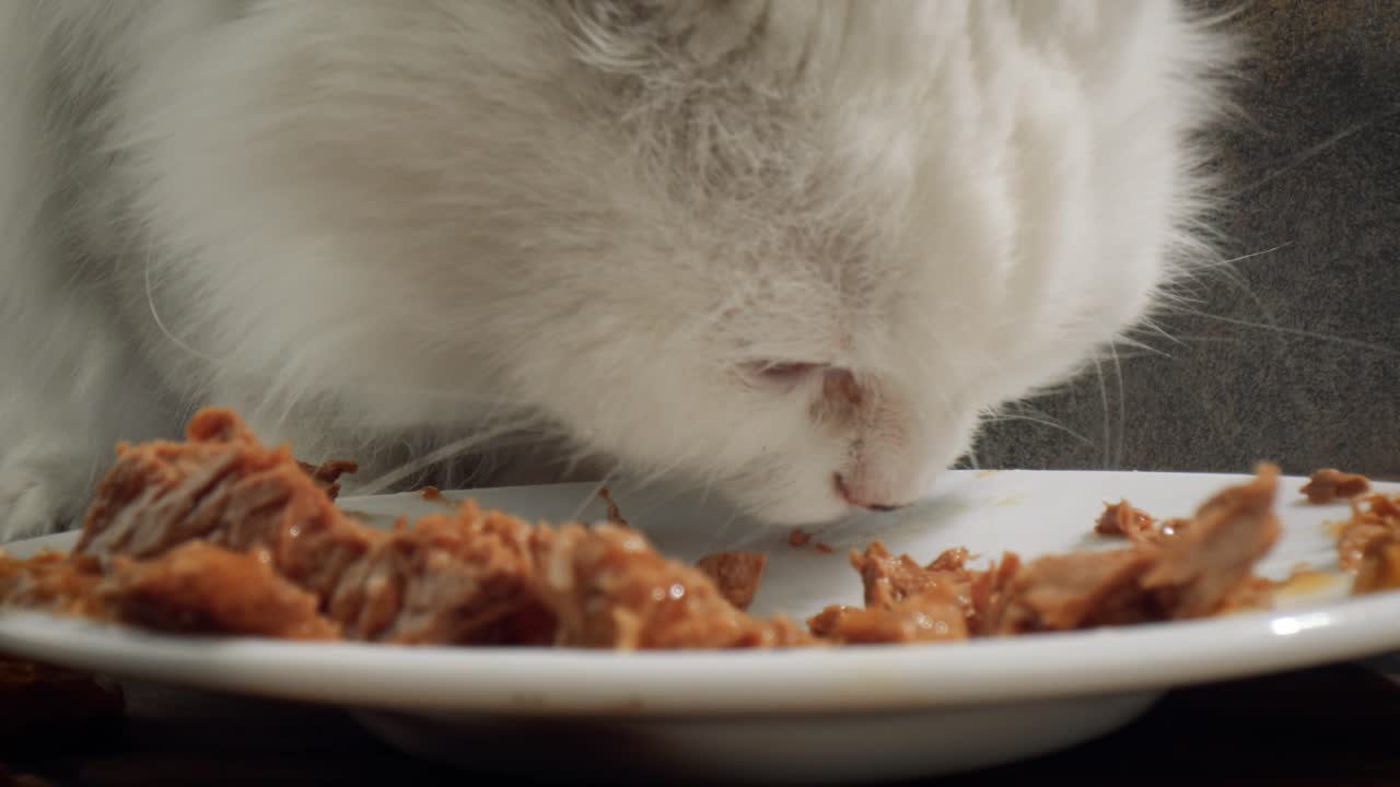 Premium stock video - Cat eats cat food