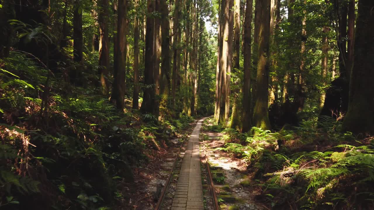 Hiking through japanese cedar trees on yakushima island, yakusugi-land ...