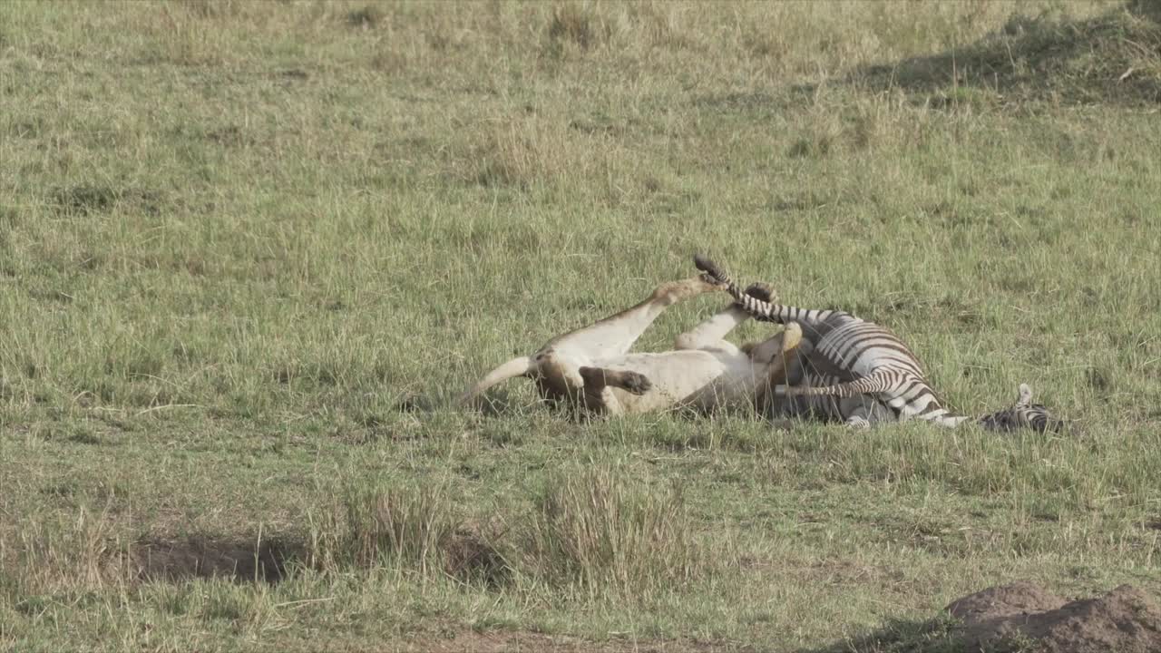 Lioness with zebra kill in masai mara, kenya, africa Premium Stock ...