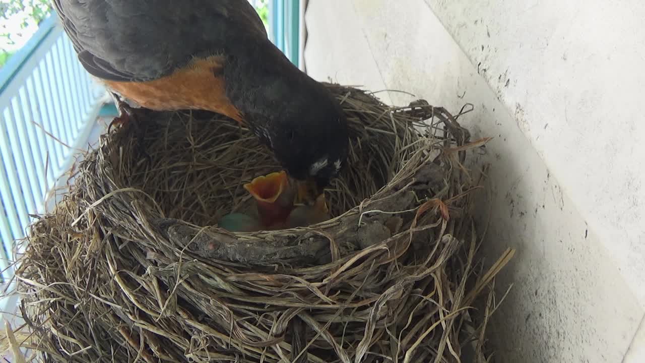 Three tiny two-day-old Robin chicks are fed a fat grub by their mom ...