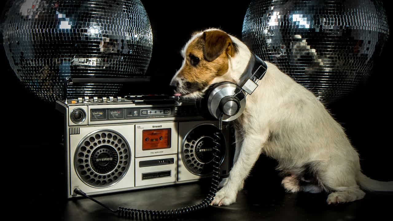 Premium stock video - Dog ghetto 4k 05