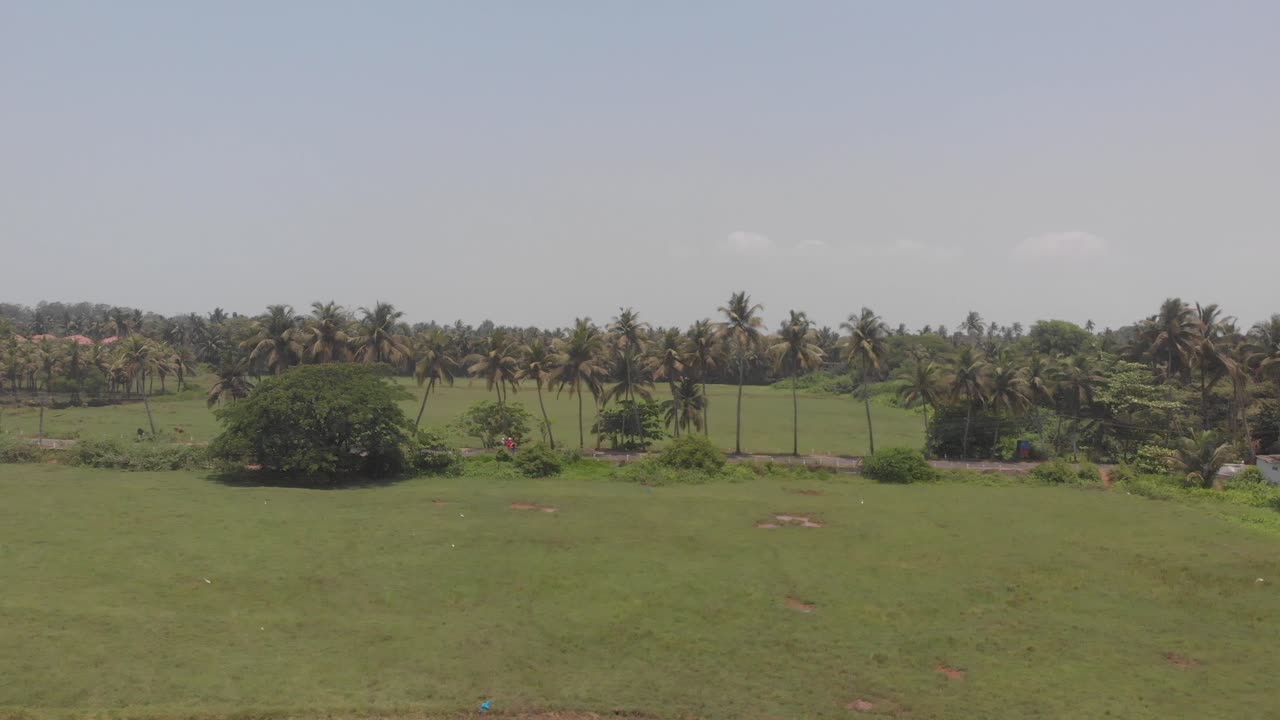 Drone Pan Shot Of Green Palm Trees In A Field In Goa, India, With A ...
