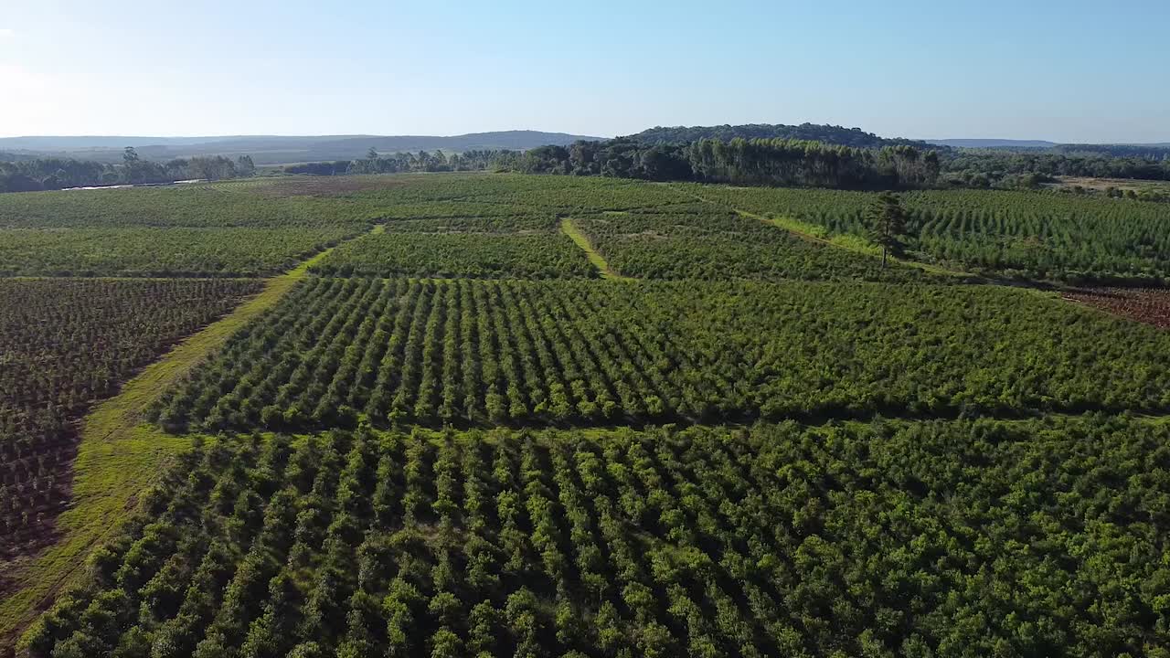 Premium stock video - Majestic yerba mate plantation seen from the ...