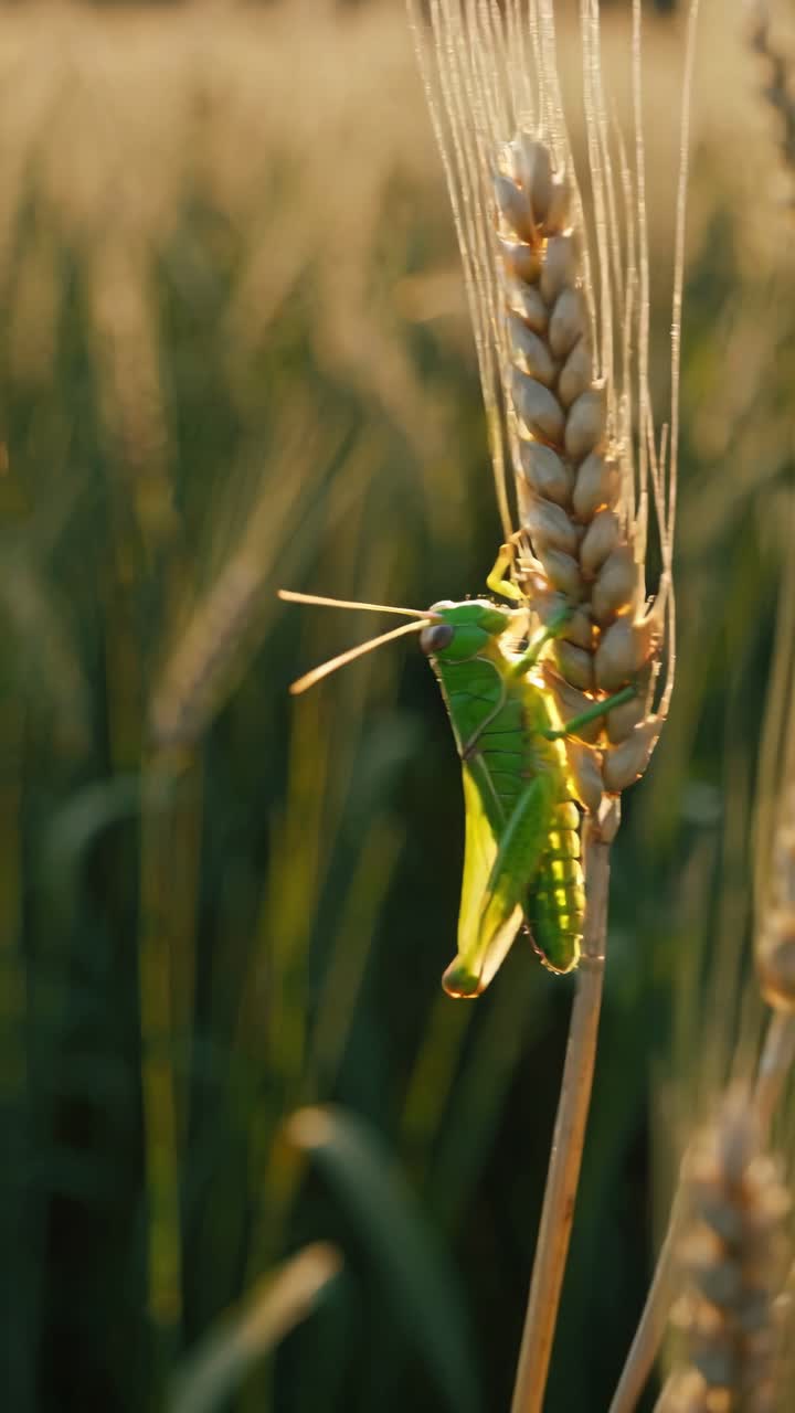 Green Grasshopper on Wheat Stem | Premium Stock Video Footage