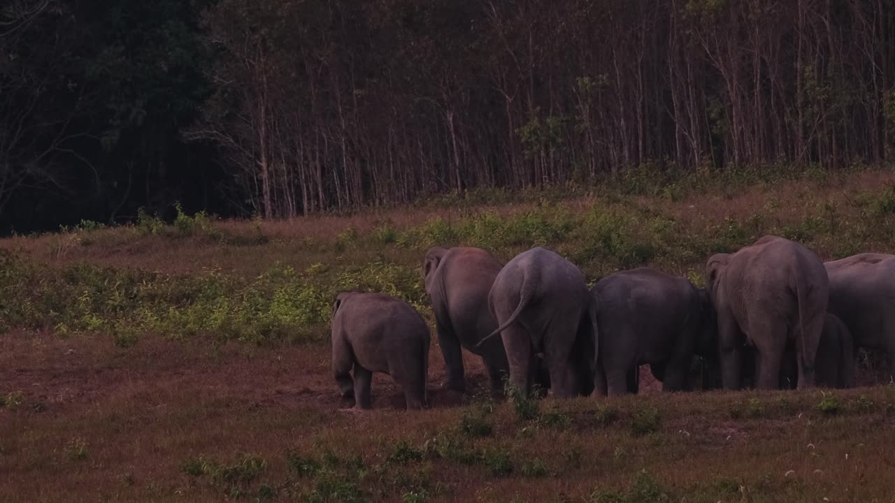 Herd Indian Elephants Facing To The Left As They Prepare To Move Together But One Decided To Sit ...