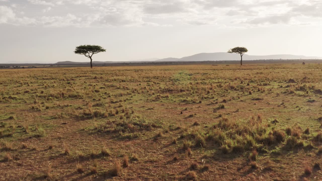 Premium stock video - Masai mara aerial drone shot of africa landscape ...
