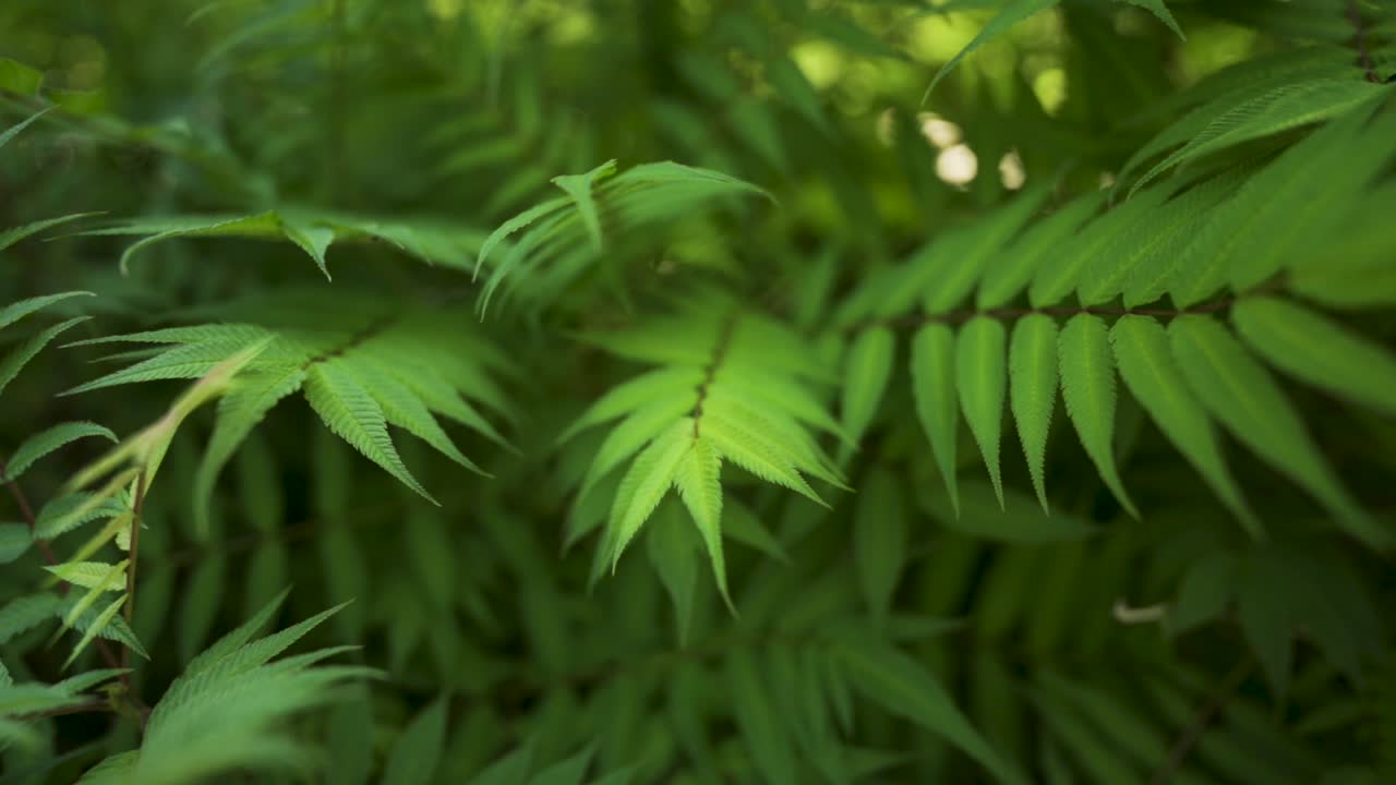 Premium stock video - Closeup of green tree fern in tropical rainforest ...