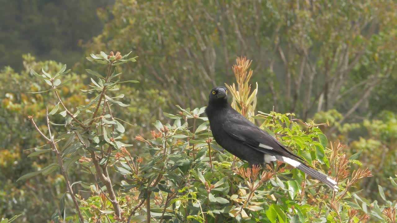 Pied Currawong Bird Sitting On Tree Top In O'Reilly's Rainforest ...