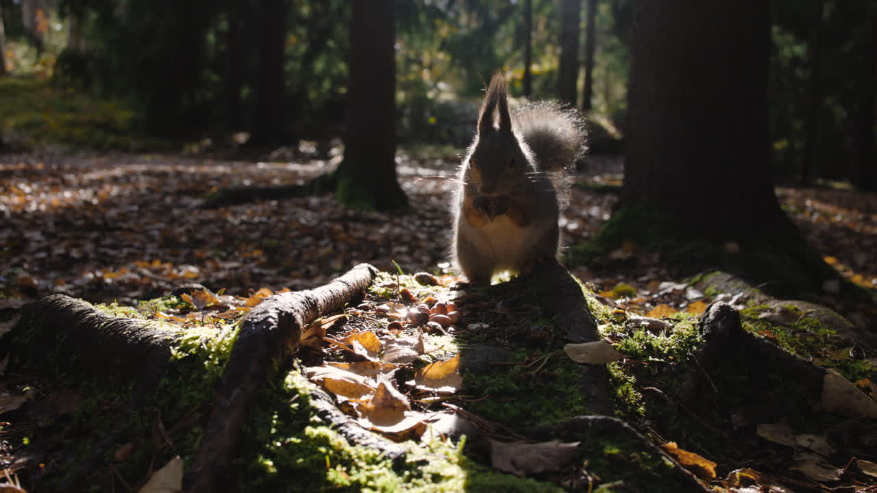 Premium stock video - Close dark shot of squirrel eating and running ...