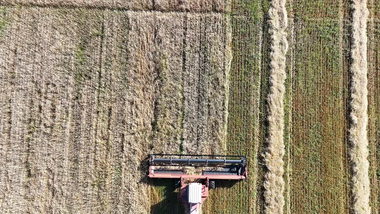 Premium stock video - Overhead view of a swather cutting wheat
