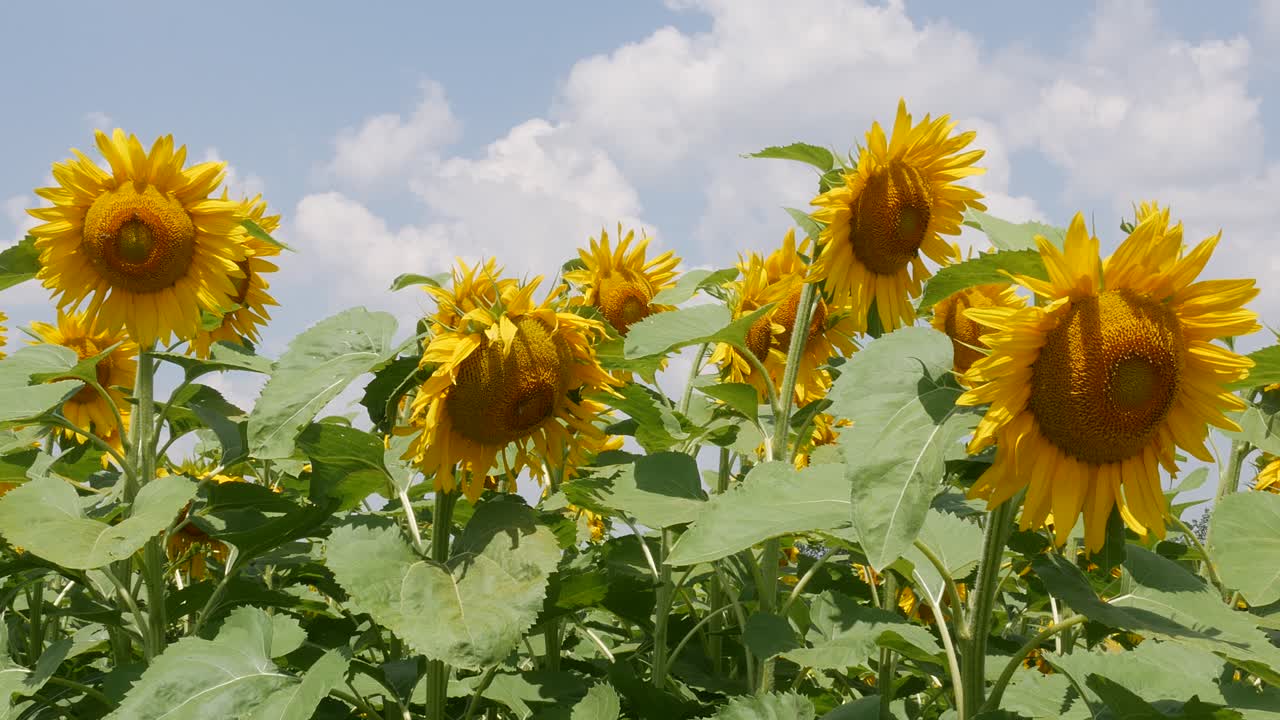 Blooming sunflower fields. oil-bearing crop Premium Stock Video Footage