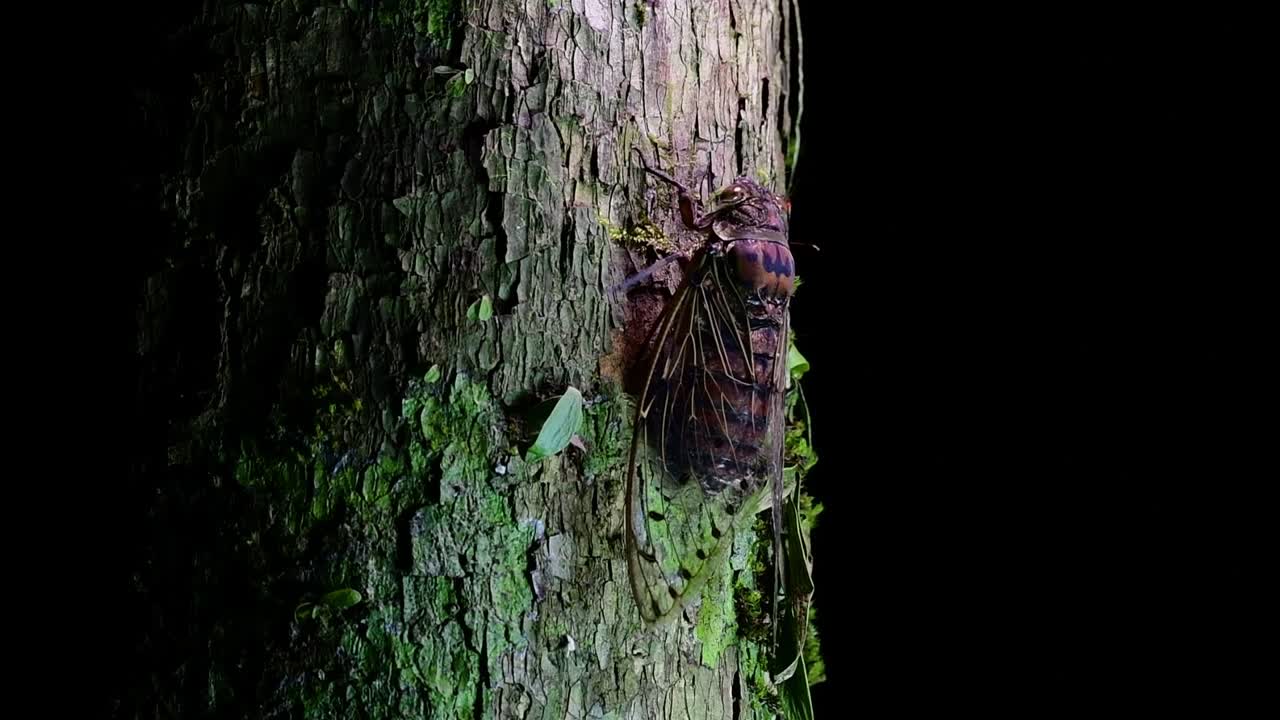 Vidéo de stock Premium - Cette cigale géante grimpant à un arbre dans ...