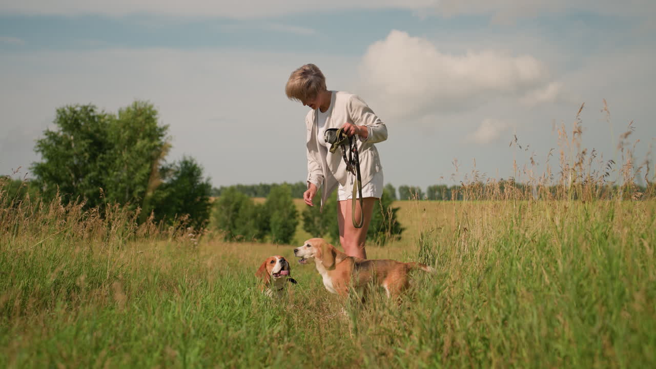 Animal trainer holding dog leash in left hand feeding dog on left while ...