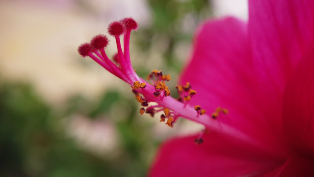 Vidéo de stock Premium - Macro de fleurs d'hibiscus se déplaçant dans ...