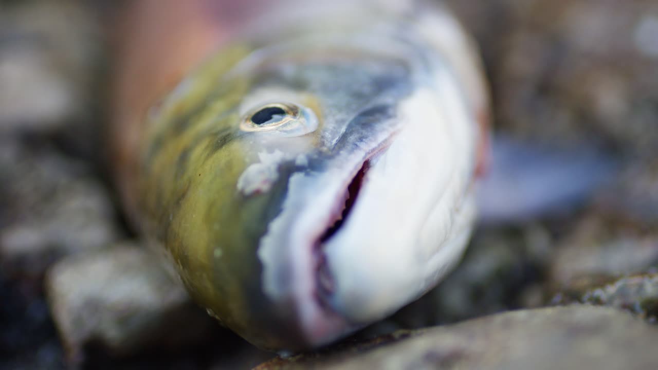 Traditional Indigenous First Nations Salmon Fishing Along A River In BC ...
