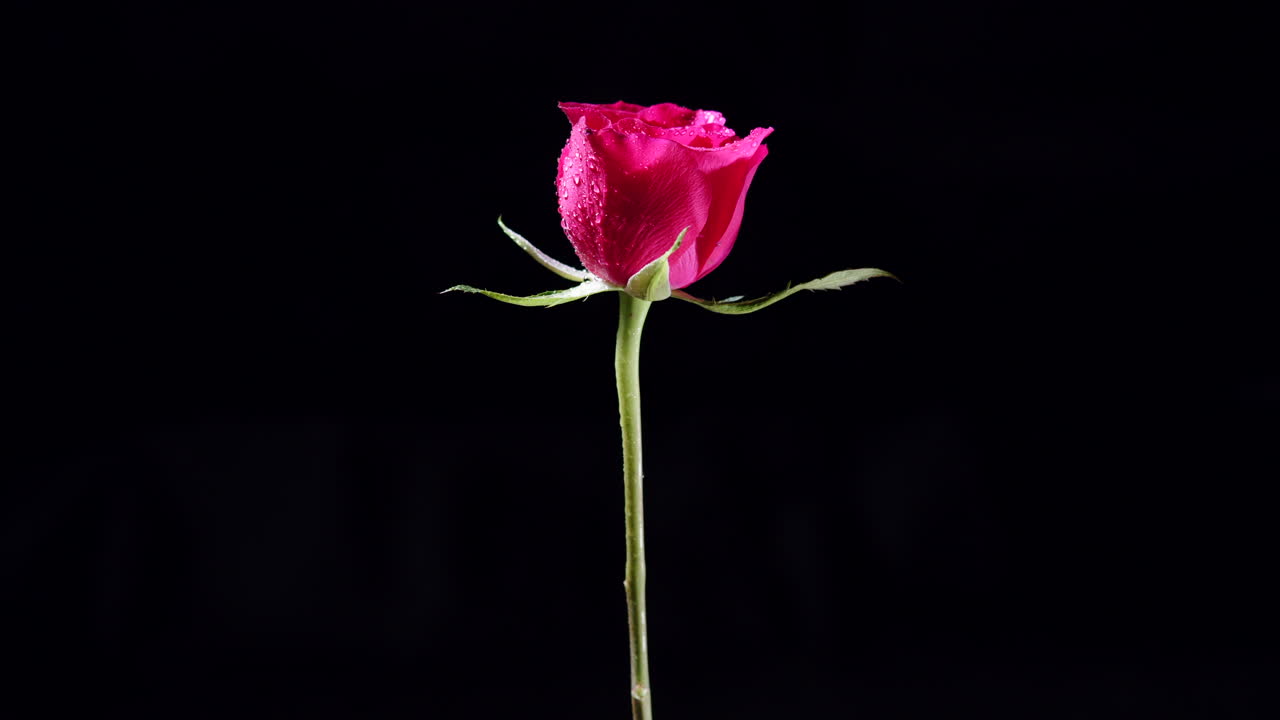 Rotating Pink Rose Flower With Wet Petals And Leaves Free Stock Video ...