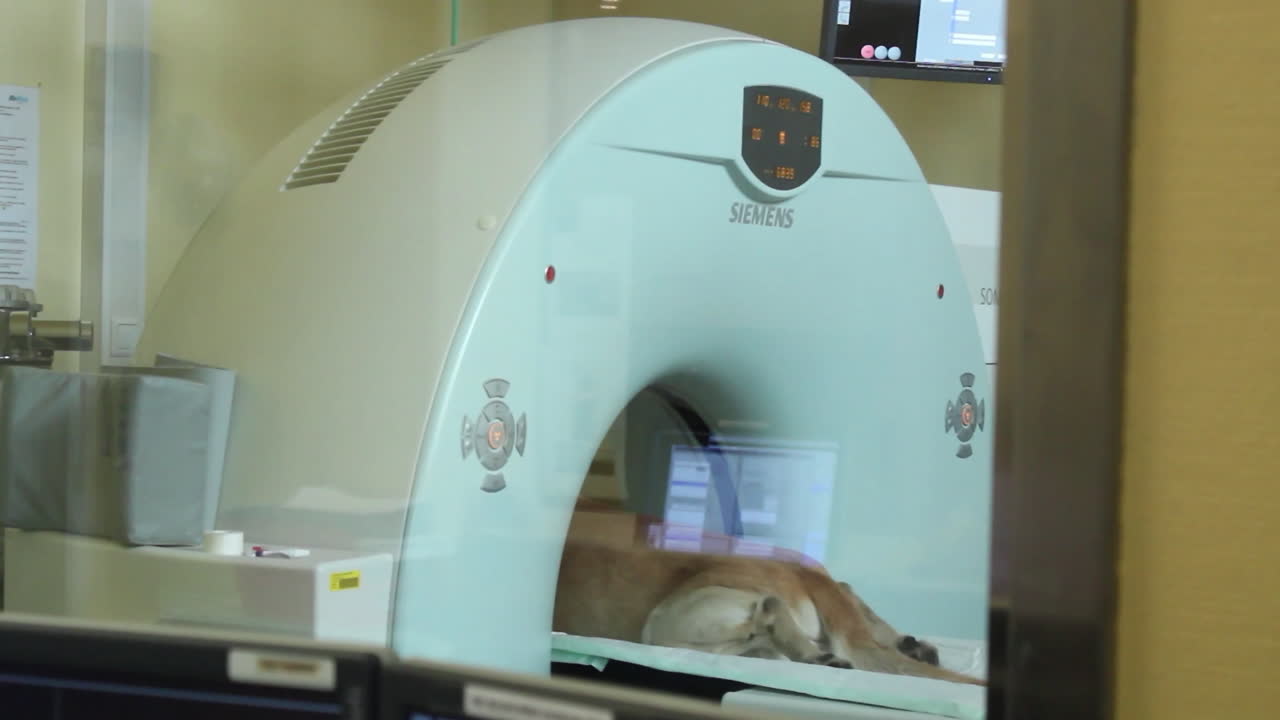Premium stock video - Dog lies on the table and is slid into a ct ...
