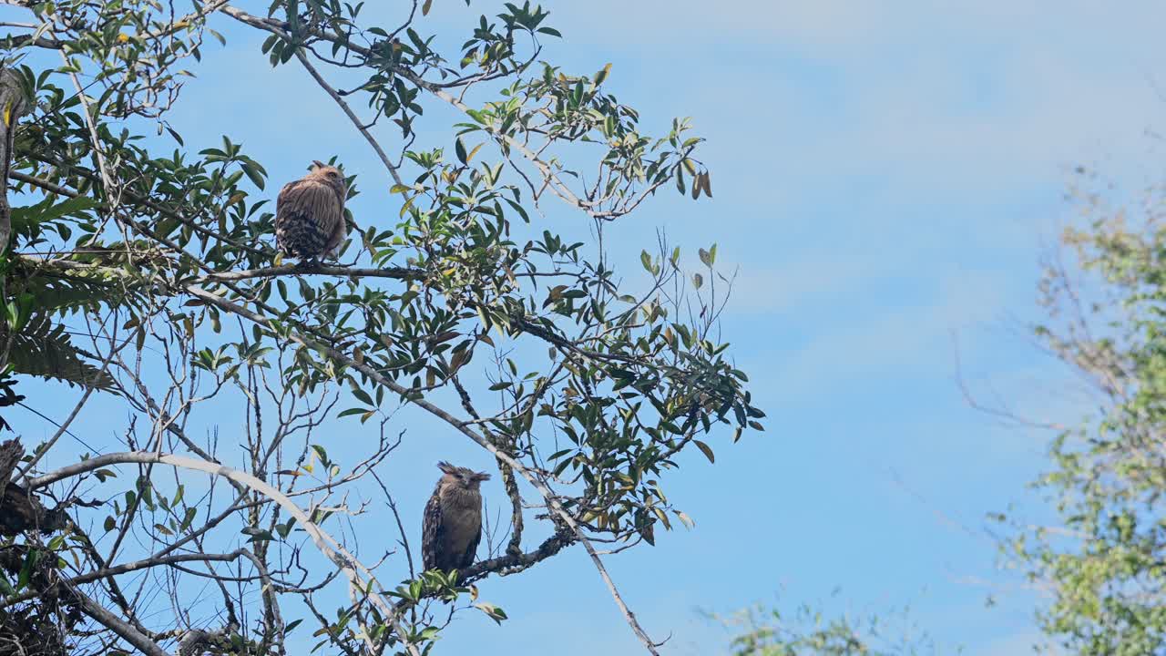 Mother Bird Resting Below The Fledgling Preens Its Right Wing During A ...
