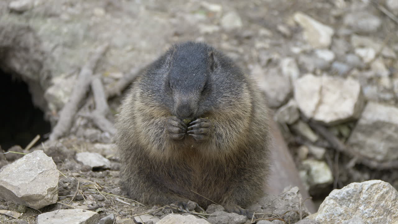 Close up shot of cute fat Groundhog eating outdoors and jumping into ...