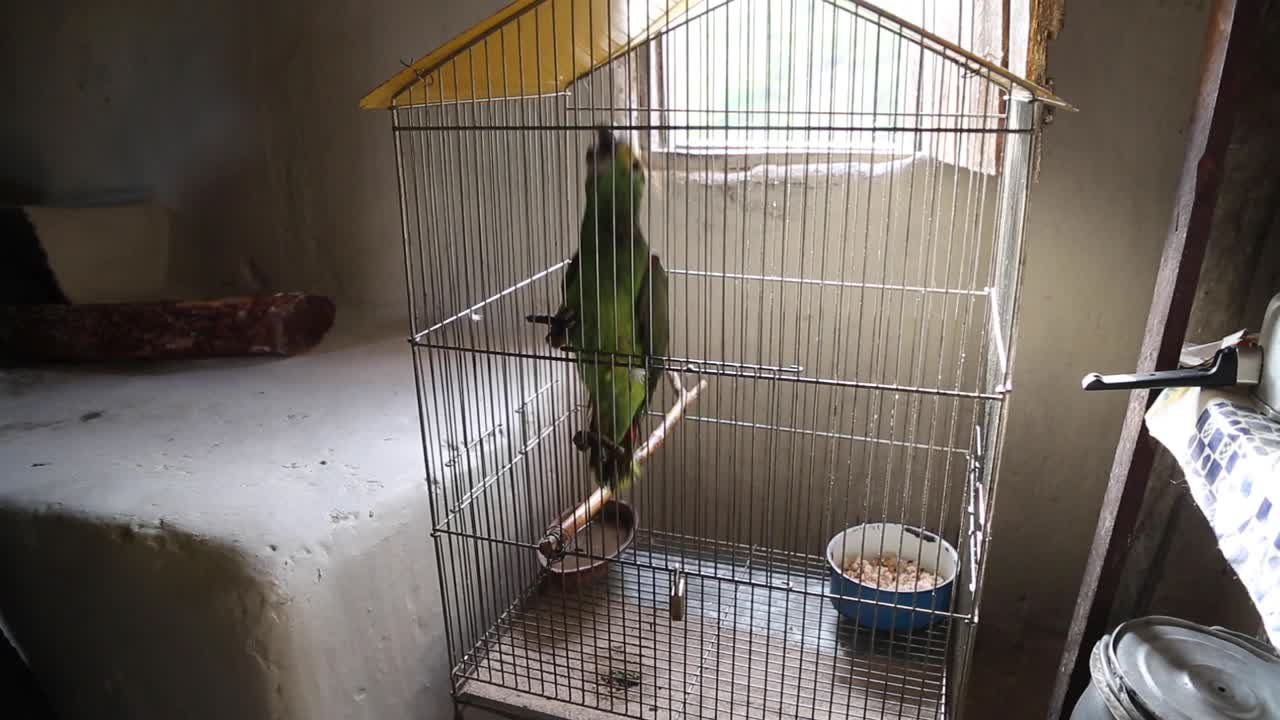 Parrot Moving In A Cage Free Stock Video Footage Download Clips Nature