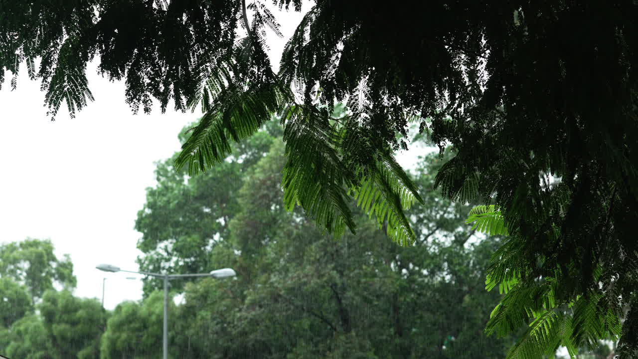 Drizzling Rain Drenches The Green Leaves Free Stock Video Footage ...