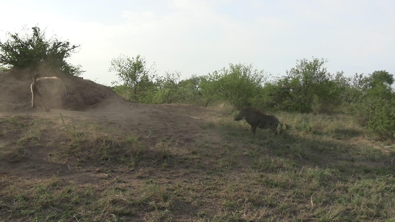 Warthog And Hyena Standoff, Animals Fighting Over Territory In African ...