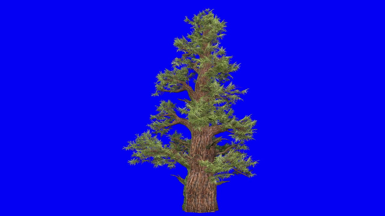 3D western juniper tree with wind effect on blue screen 3D animation ...
