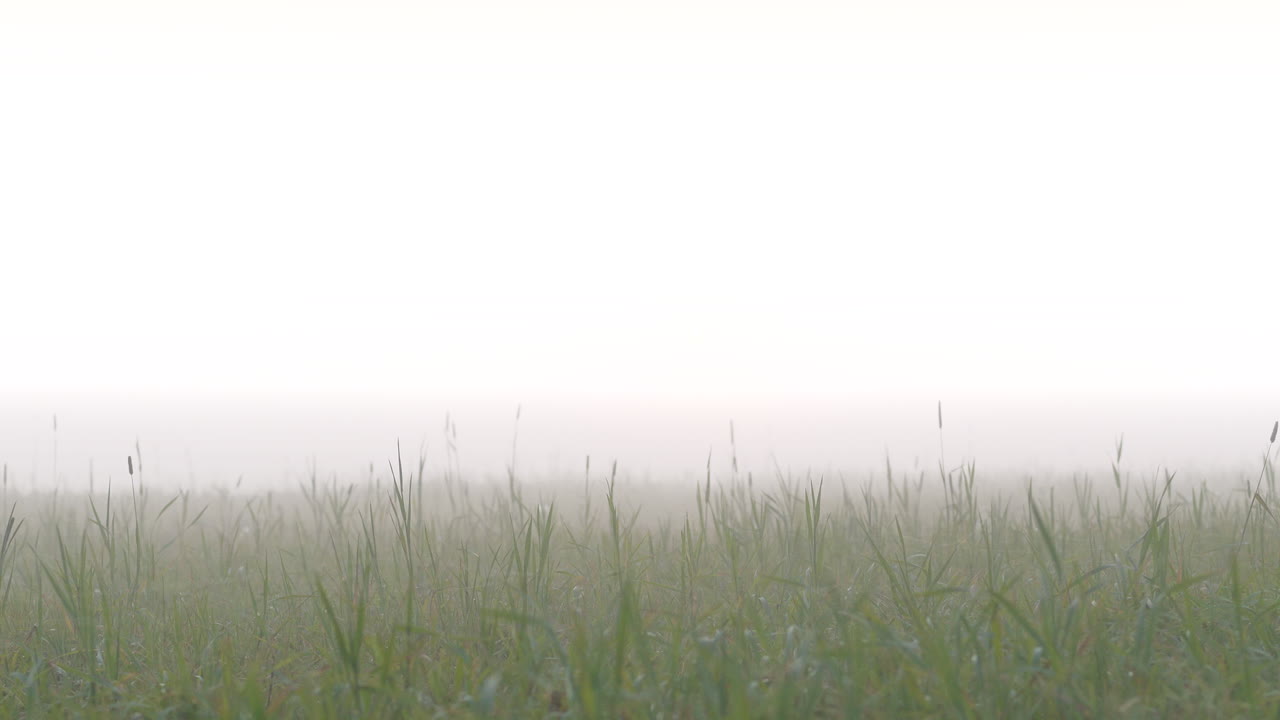 Premium stock video - Static shot of foggy grass field with bright ...