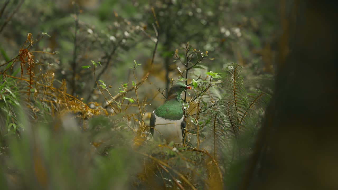 New zealand kereru pigeon picking and eating green leaves in native ...