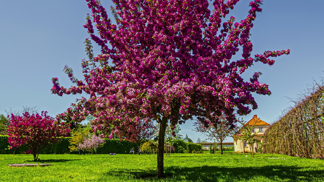 Time lapse of malus floribunda tree in blooming season Premium Stock ...