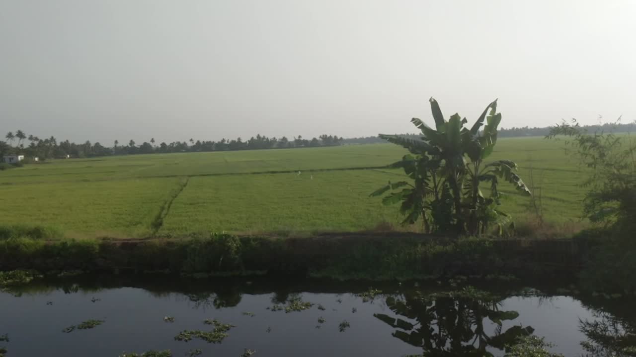 Tracking Shot of Rice Paddy Fields at Dusk on Canal Waterway at ...