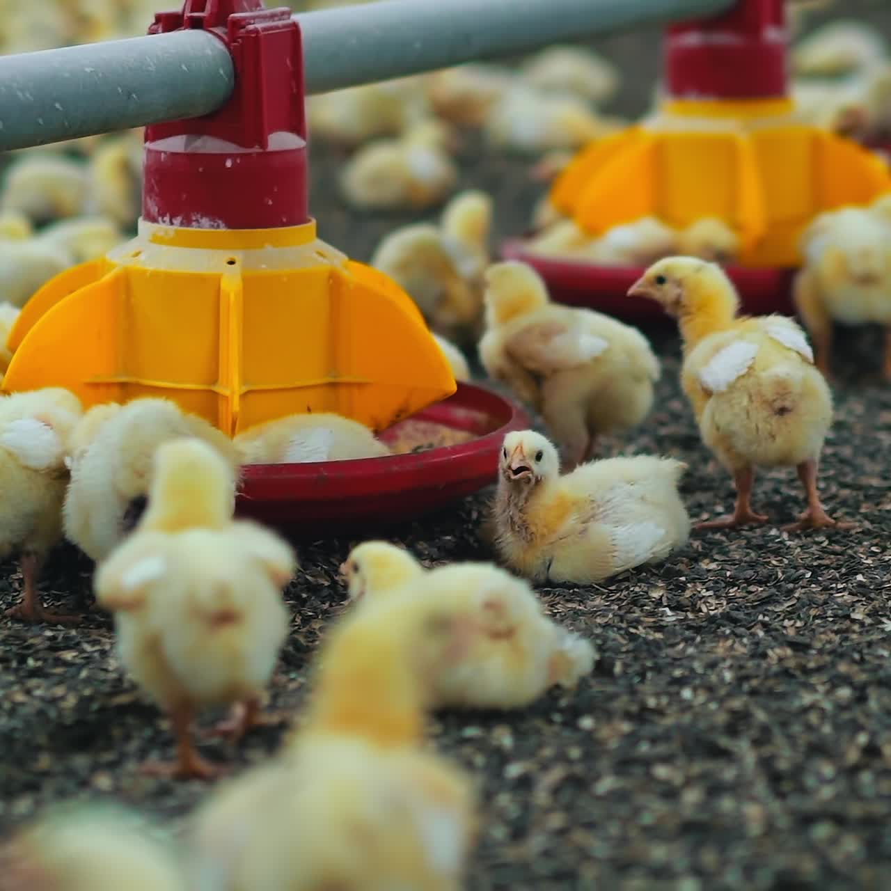 Little broilers feeding from automatic trough. Funny chickens eating ...