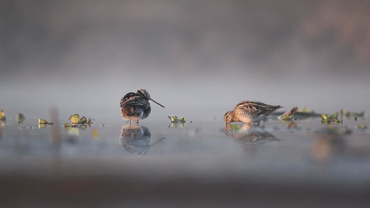 Premium stock video - Common snipe in the search for food in the ...