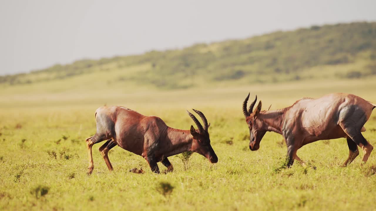 Premium stock video - Topi fighting in fight, animals clashing antlers ...