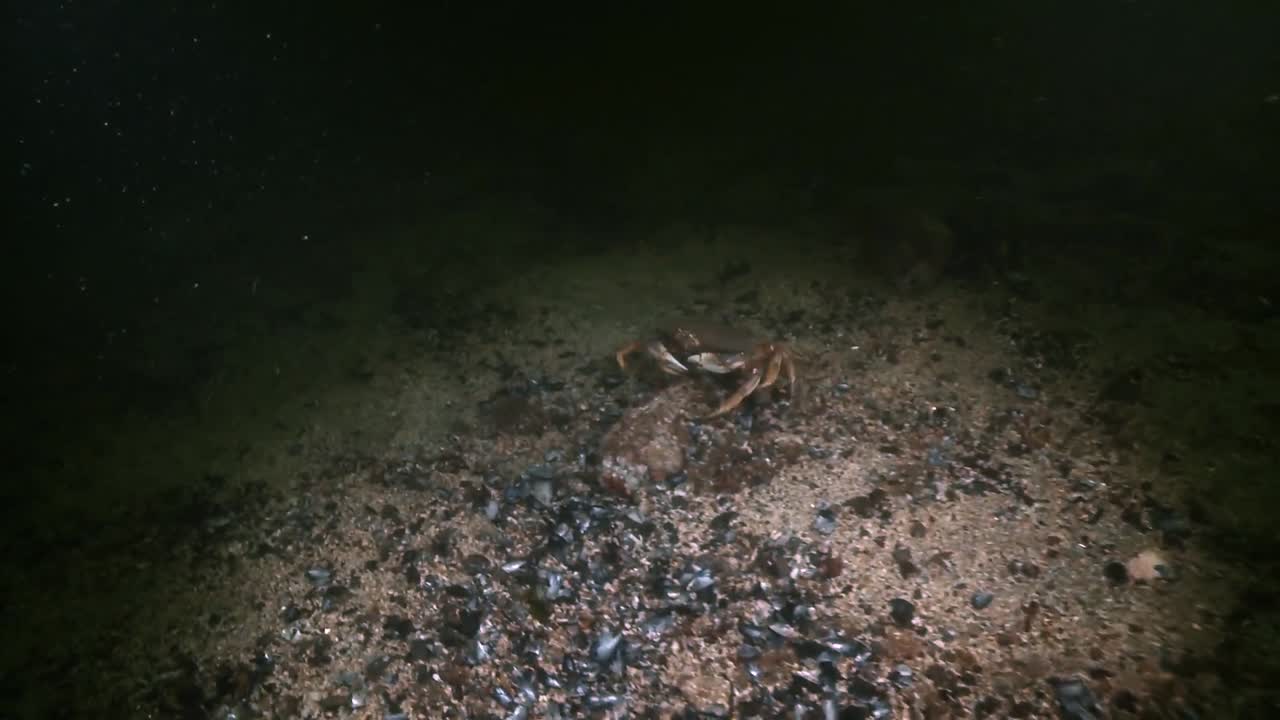 Premium stock video - A school of fish watches a crab eat while another ...