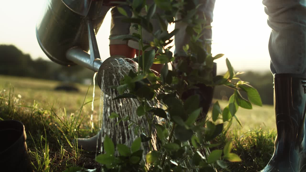 Detail video of watering newly planted tree Premium Stock Video Footage