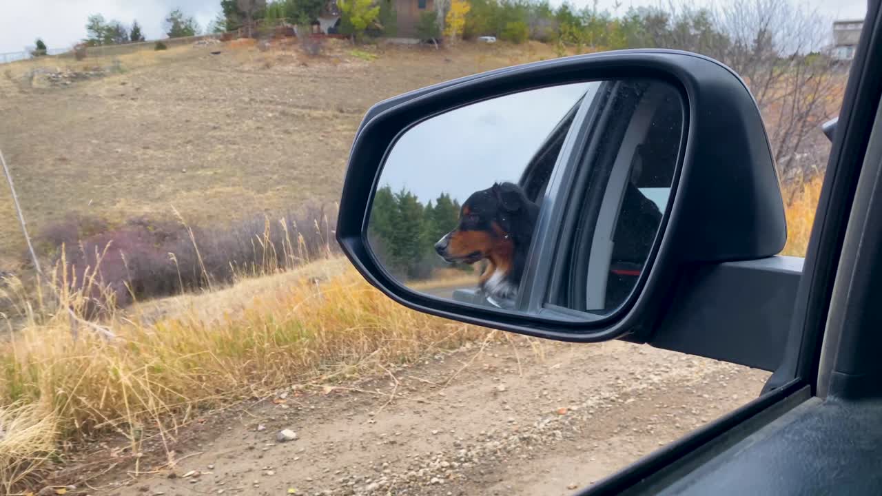 Dog In Side Mirror Of Car Enjoying Off Roading Car Ride Free Stock ...