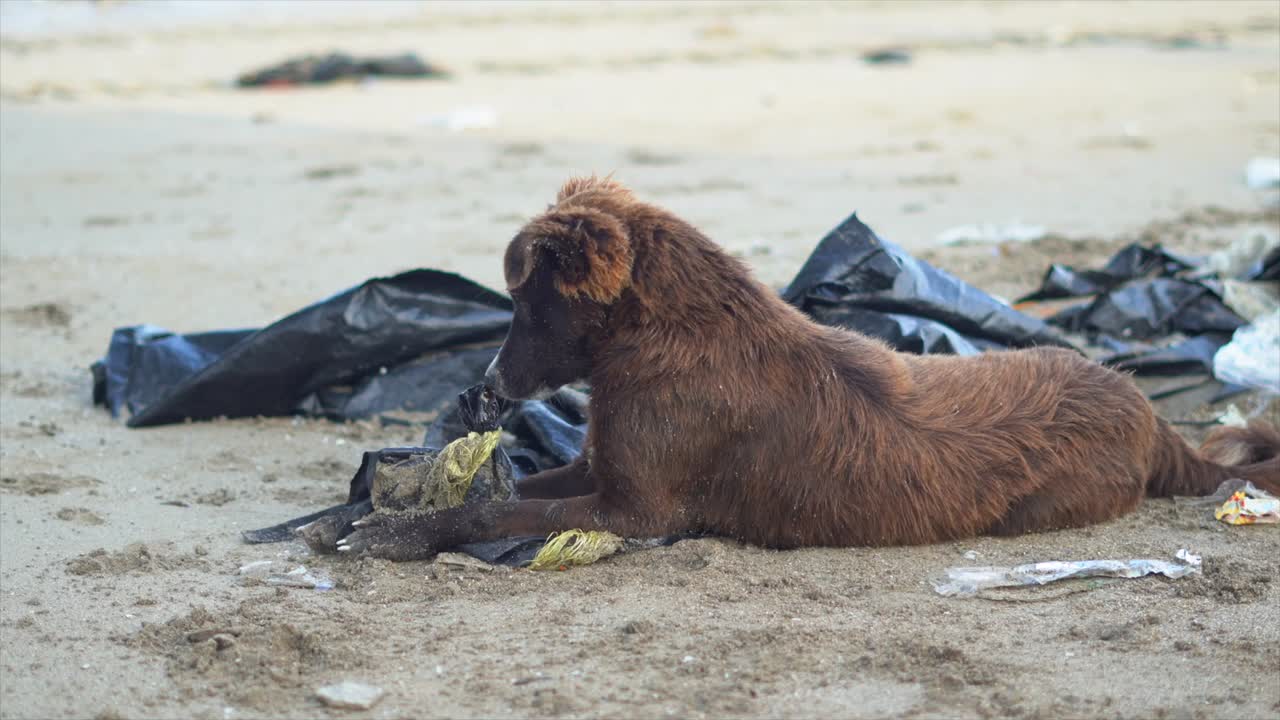 Brown dog playing with black plastic bags in Mahim beach closeup view ...