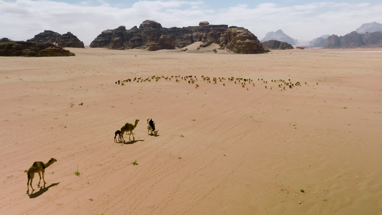 Premium stock video - Aerial view of nomad beduin on camel herding ...