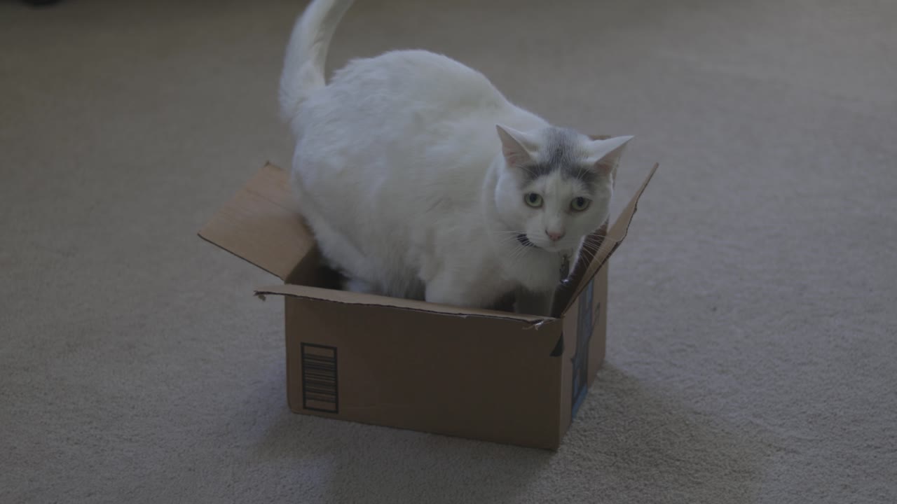 Premium stock video - How a cat gets settled in a tiny box it barely ...