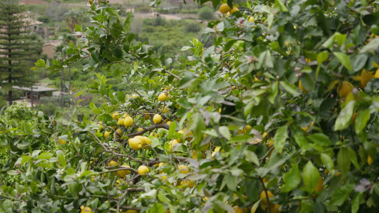 Premium stock video - Lush lemon orchard with ripe fruits in mallorca