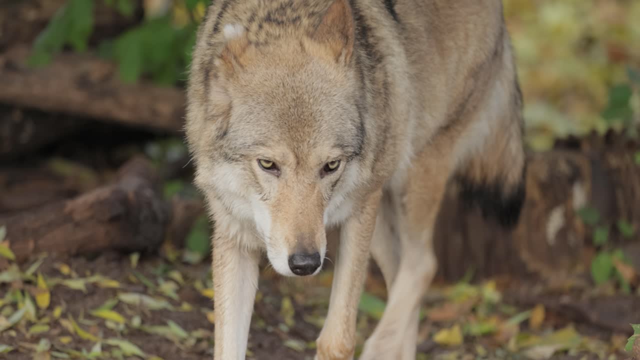 Wolf (canis lupus), also known as the gray wolf is the largest extant ...