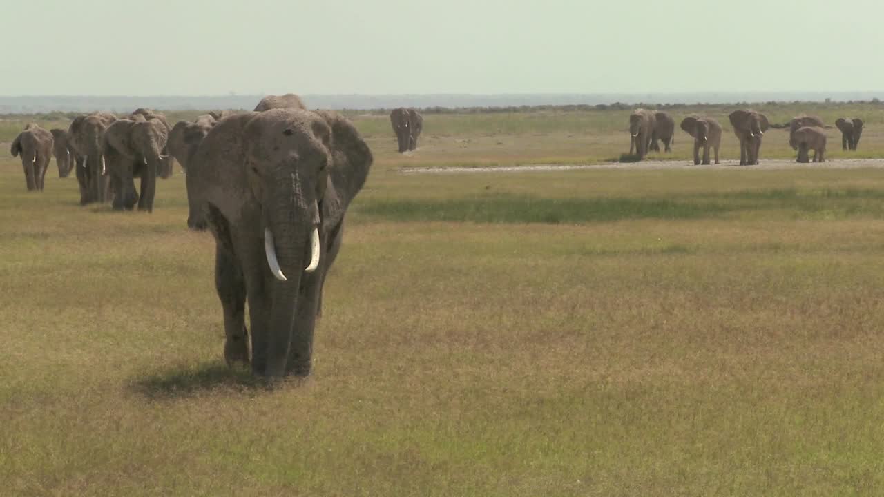 Premium stock video - A large herd of african elephants migrate across ...