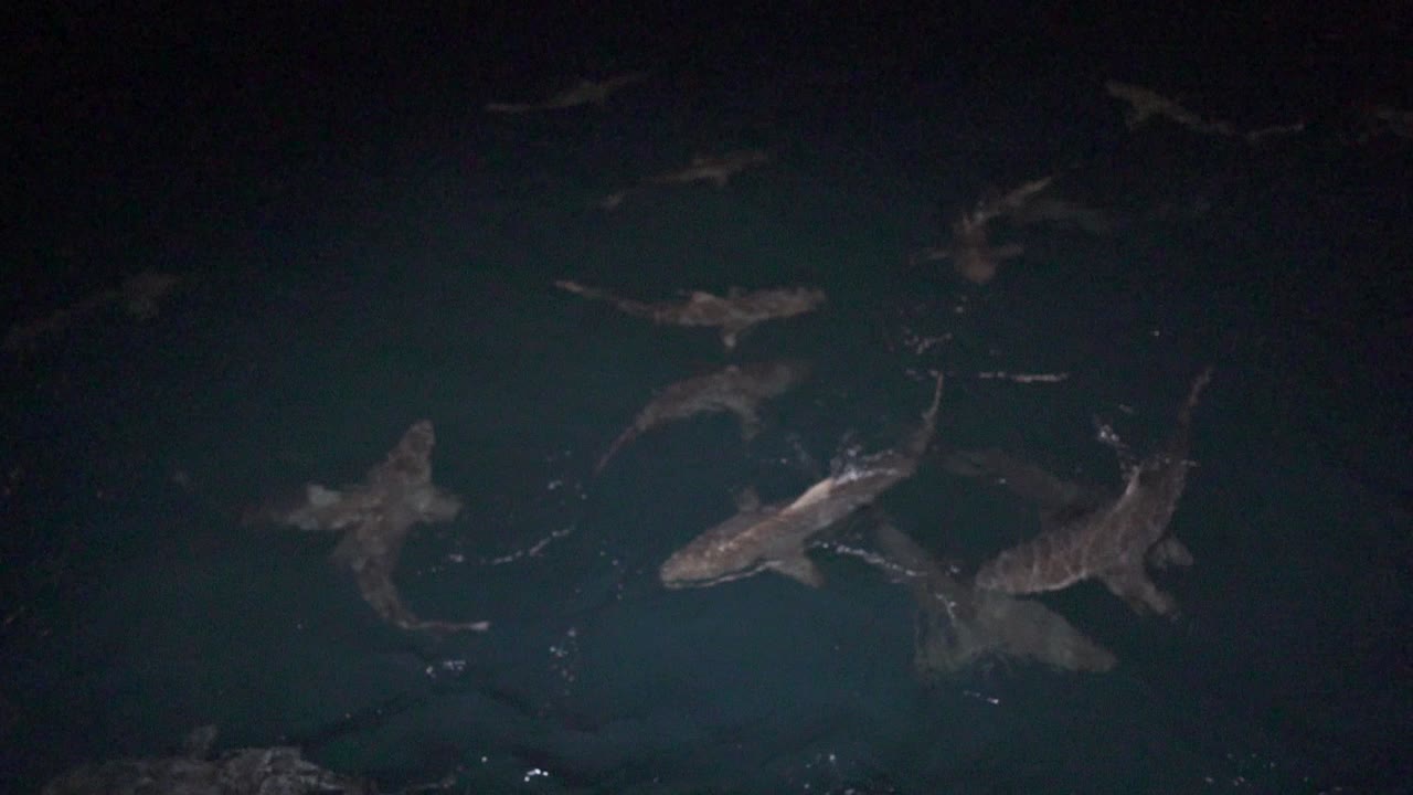 Big group of sharks gathering for a hunt in the oceans of the Galapagos ...